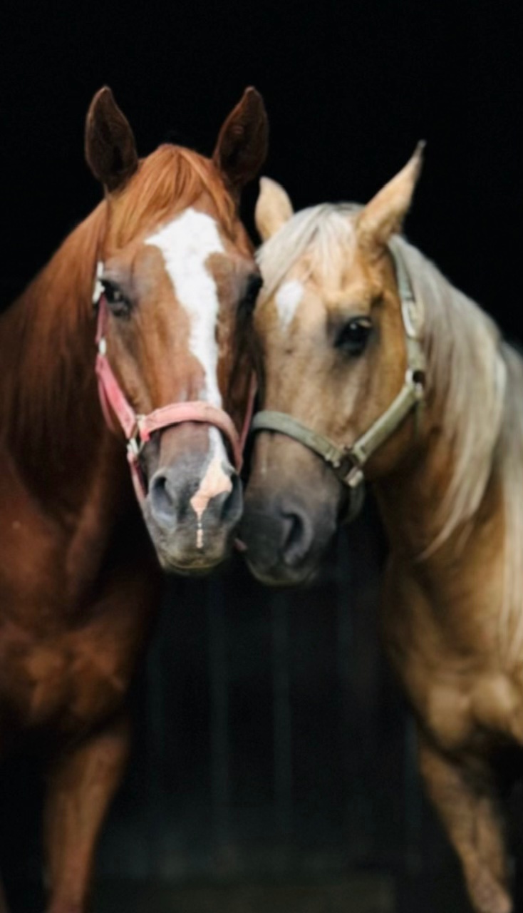 Creekside Forge & Farm – Farrier, Horse Boarding, and Layups in ...